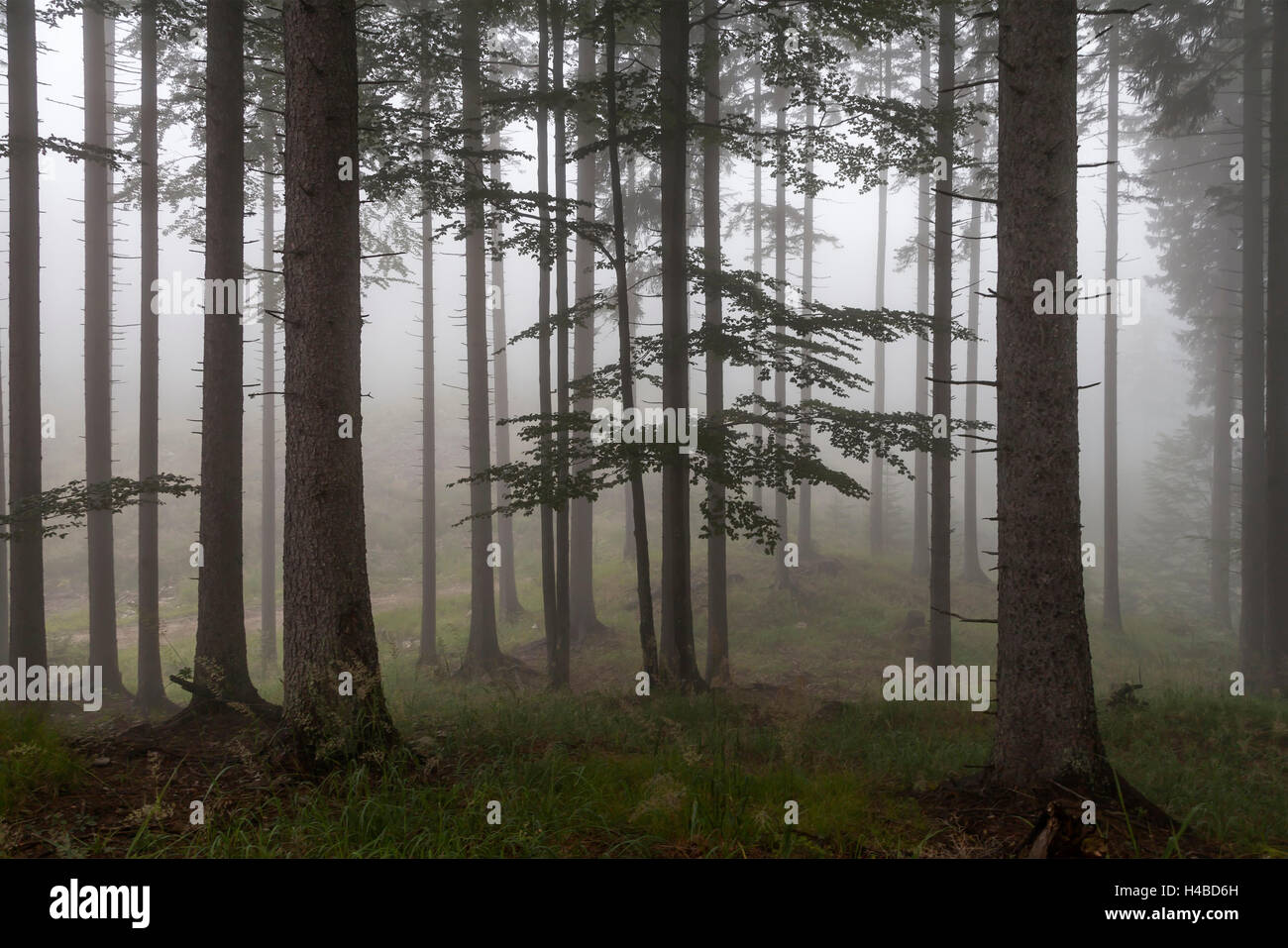 Forest in the alps hi-res stock photography and images - Alamy