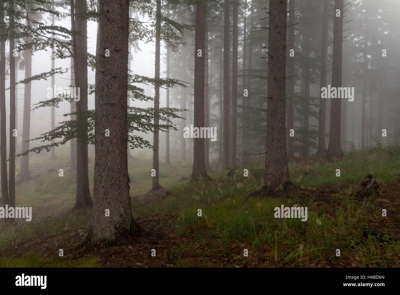 Spruce forest in the Alps Stock Photo - Alamy