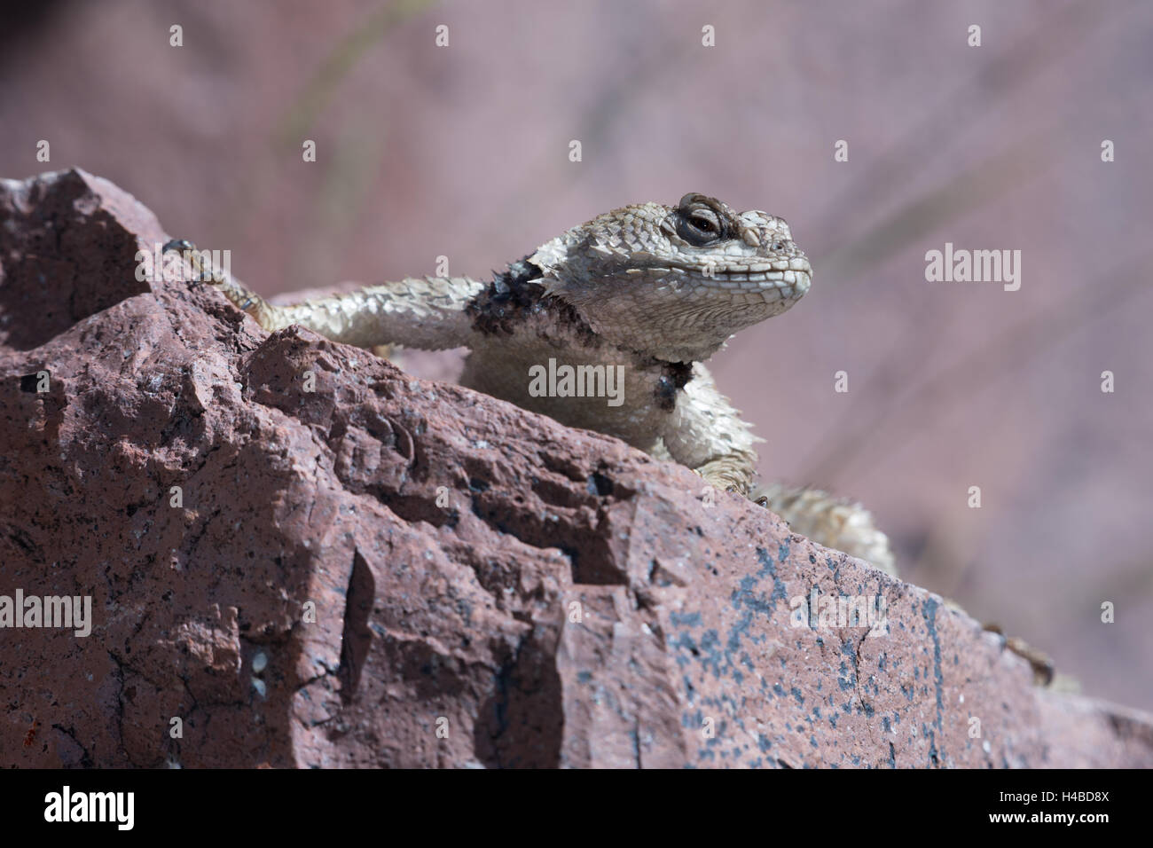 Crevice hi-res stock photography and images - Alamy