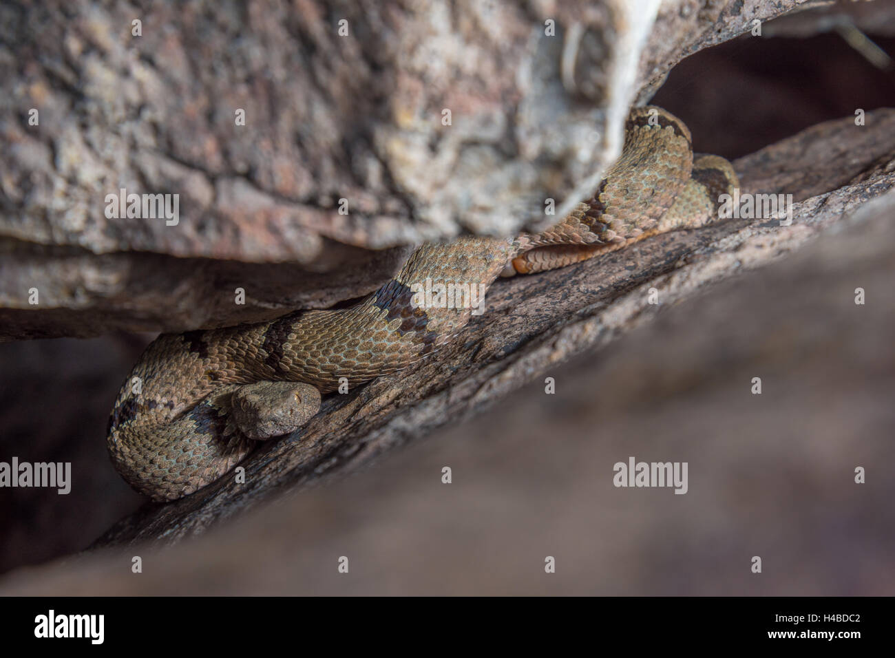 Male Banded Rock Rattlesnake, (Crotalus lepidus klauberi), Magdalena ...