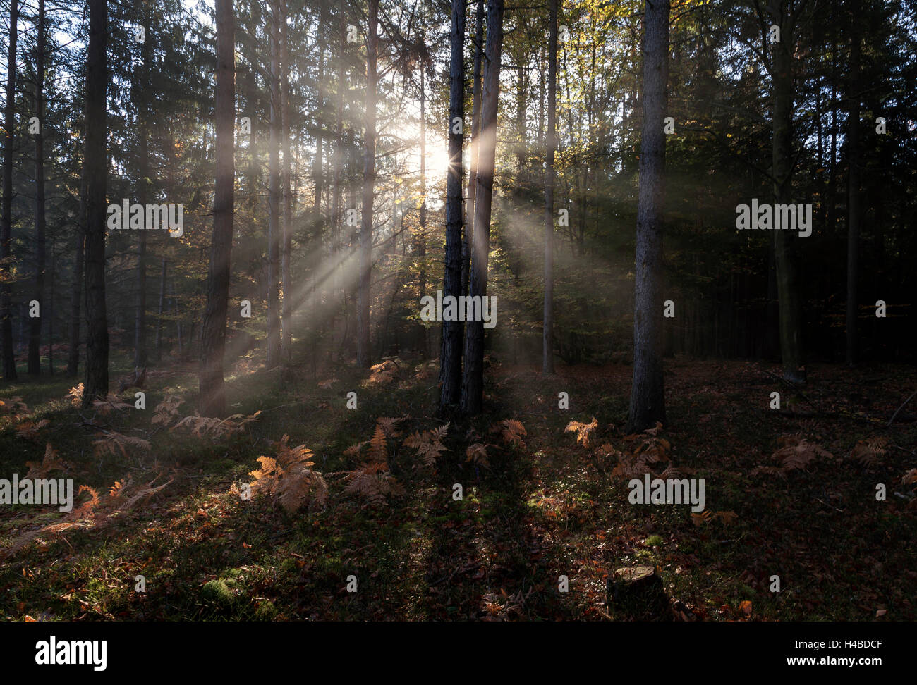 Tree beams of light hi-res stock photography and images - Alamy
