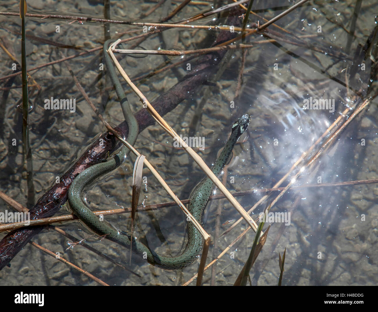 Snake queue hi-res stock photography and images - Alamy