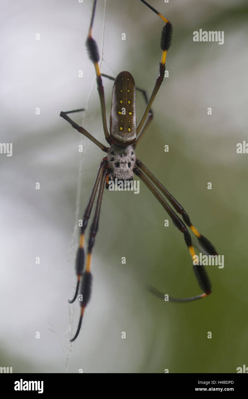 Golden orb-web spider in the cobweb Stock Photo - Alamy