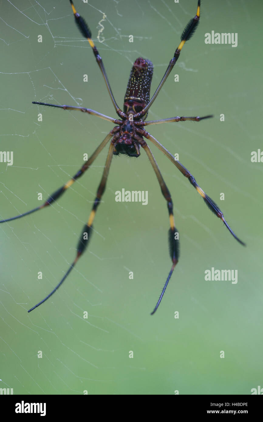 Golden orb-web spider in the cobweb Stock Photo - Alamy