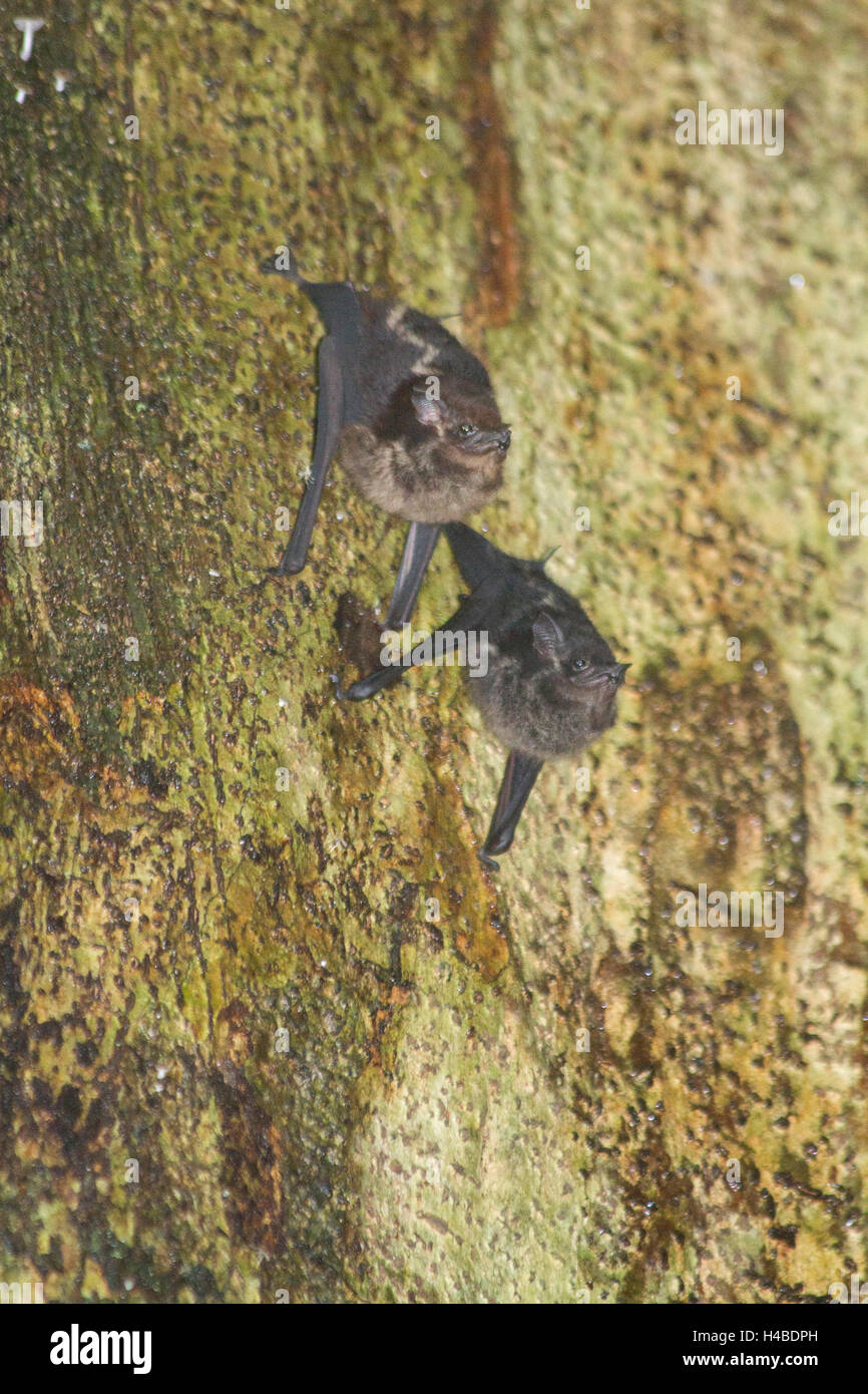 Greater sac winged hi-res stock photography and images - Alamy