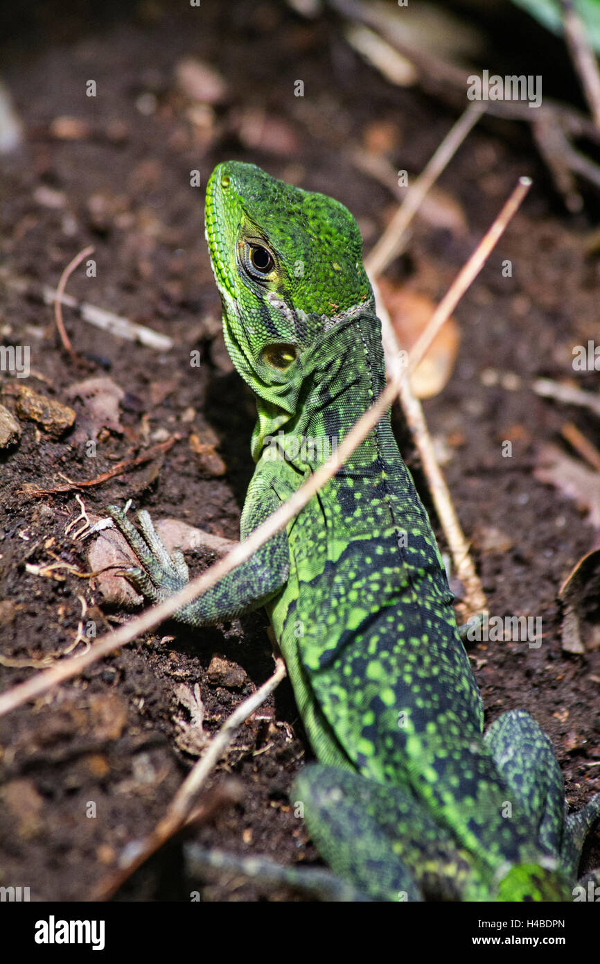 A volcano hi-res stock photography and images - Alamy