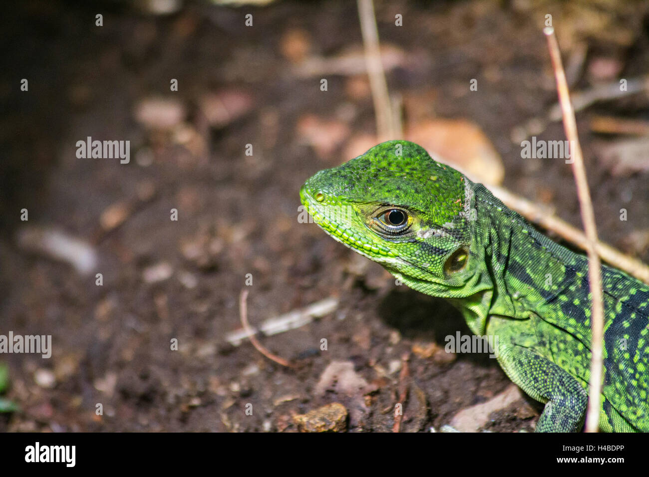 Green lizard at a volcano Stock Photo - Alamy