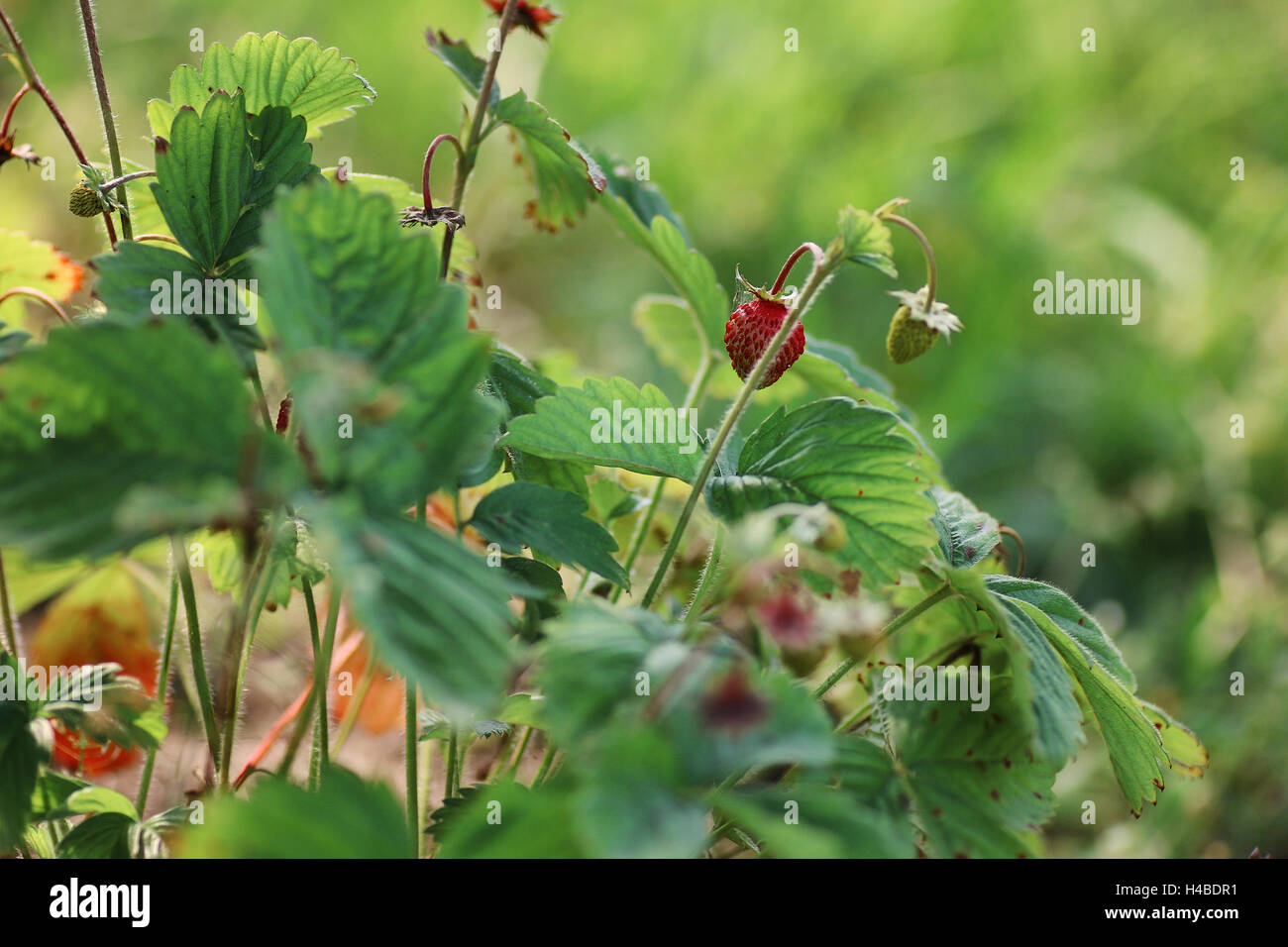 strawberries on the bush Stock Photo - Alamy