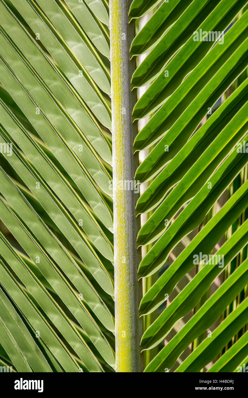 Palm leaf structure Stock Photo - Alamy