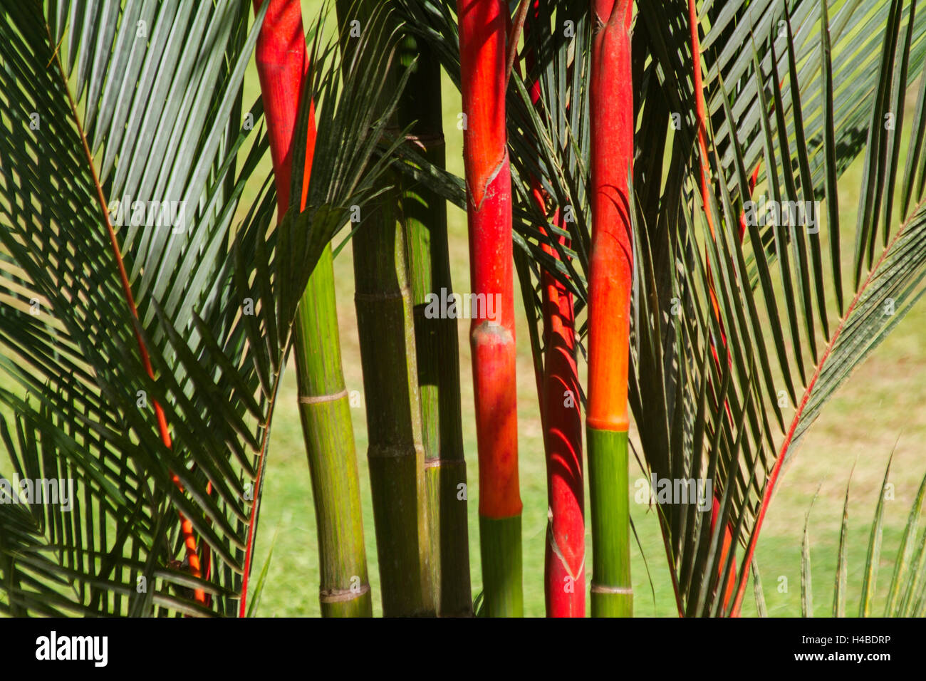 Green palm branches hi-res stock photography and images - Alamy
