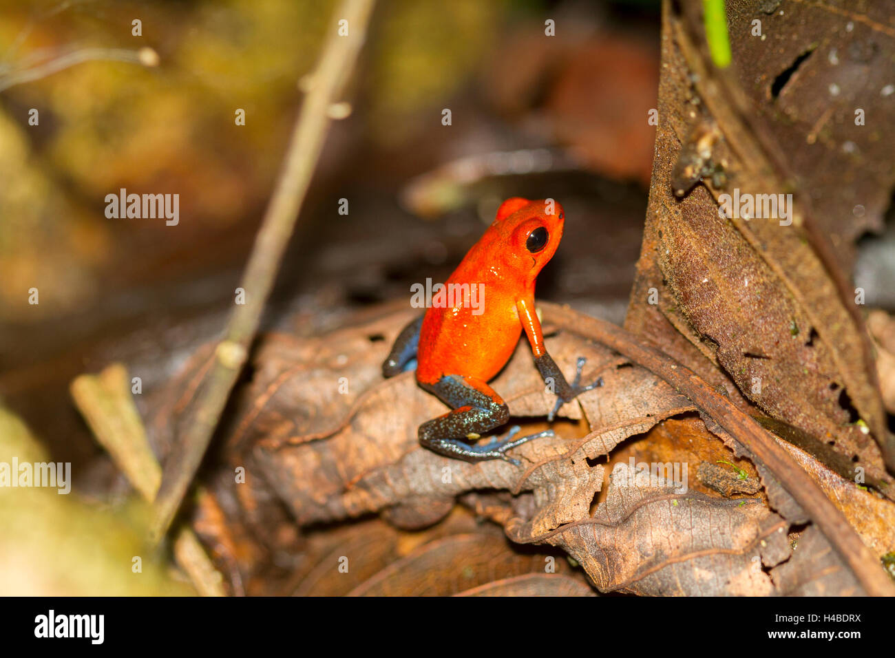 Arrow poison frog hi-res stock photography and images - Alamy