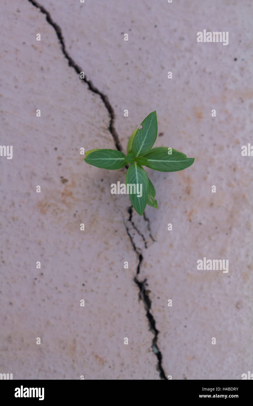 Stone plant plant hi-res stock photography and images - Alamy