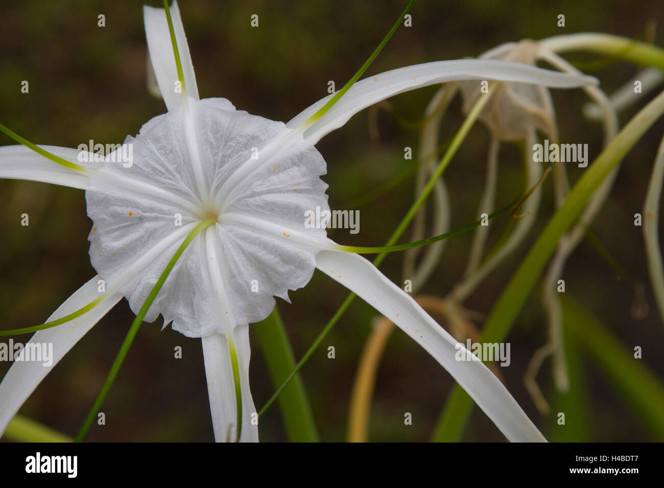 Lycoris lily hi-res stock photography and images - Alamy