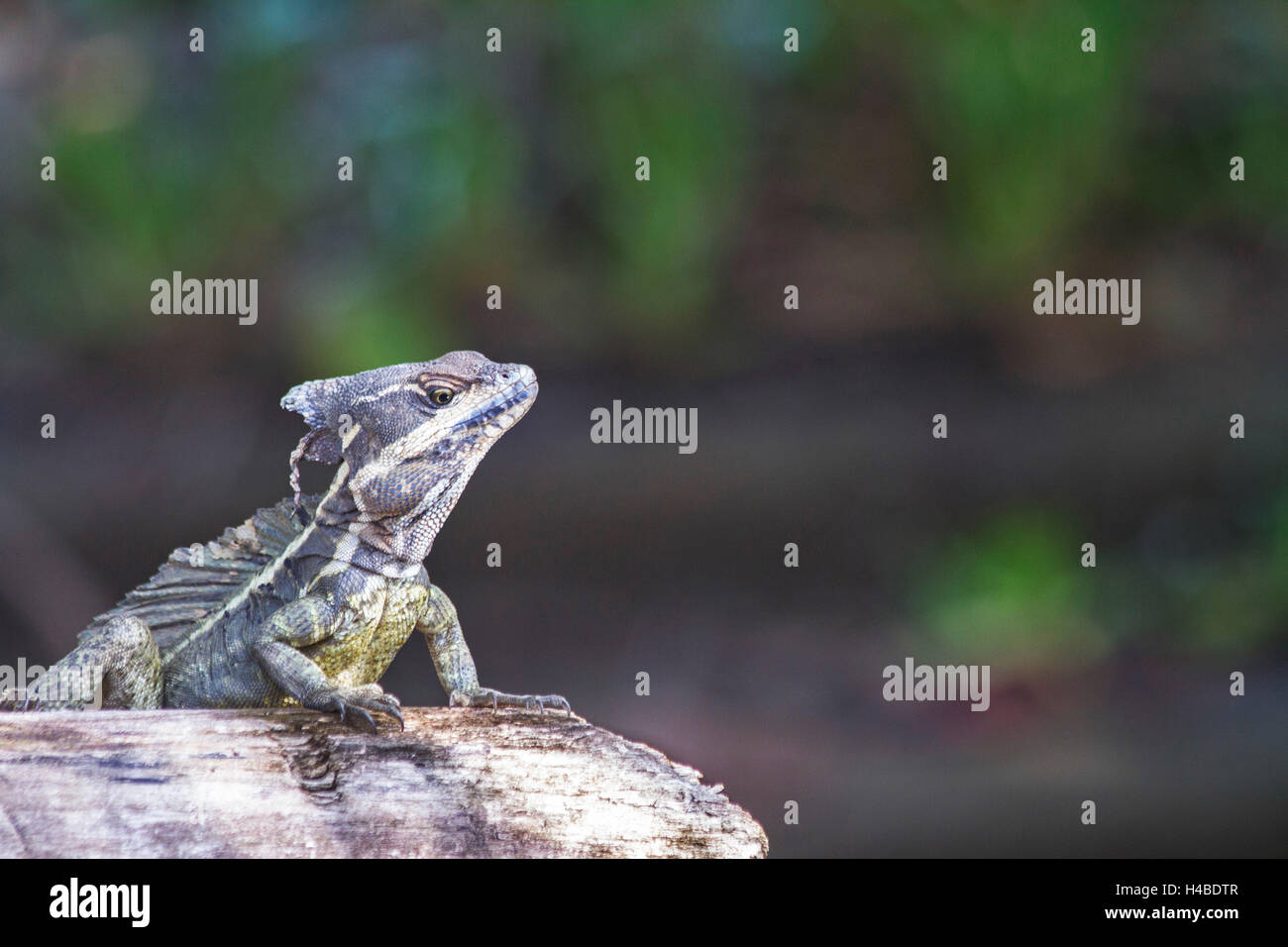 Lizard costa rica hi-res stock photography and images - Alamy
