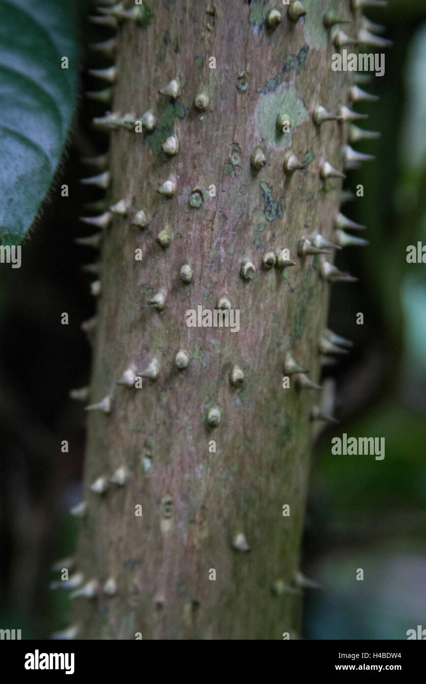Sandbox tree hi-res stock photography and images - Alamy