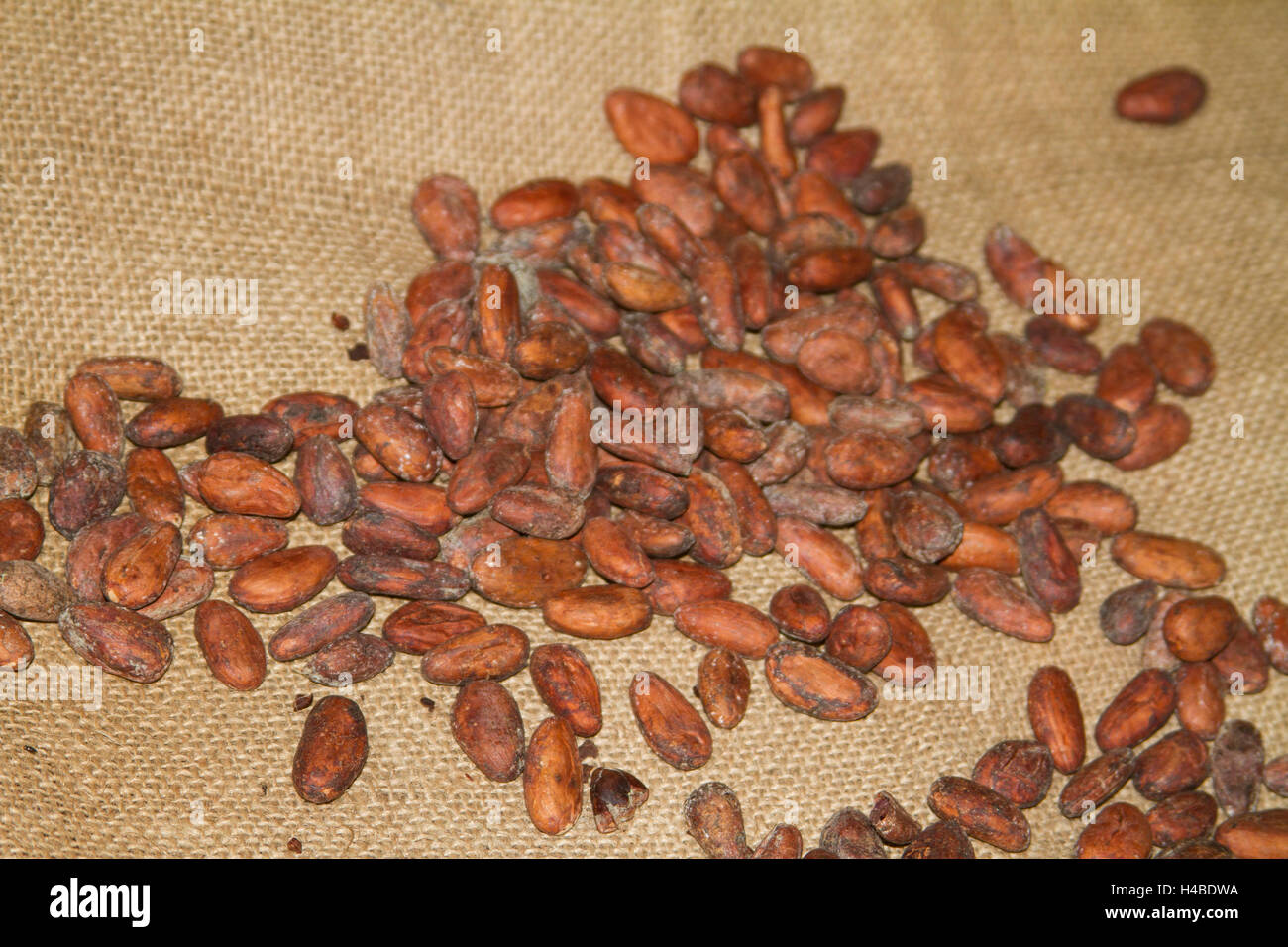 fermented cacao beans Stock Photo - Alamy