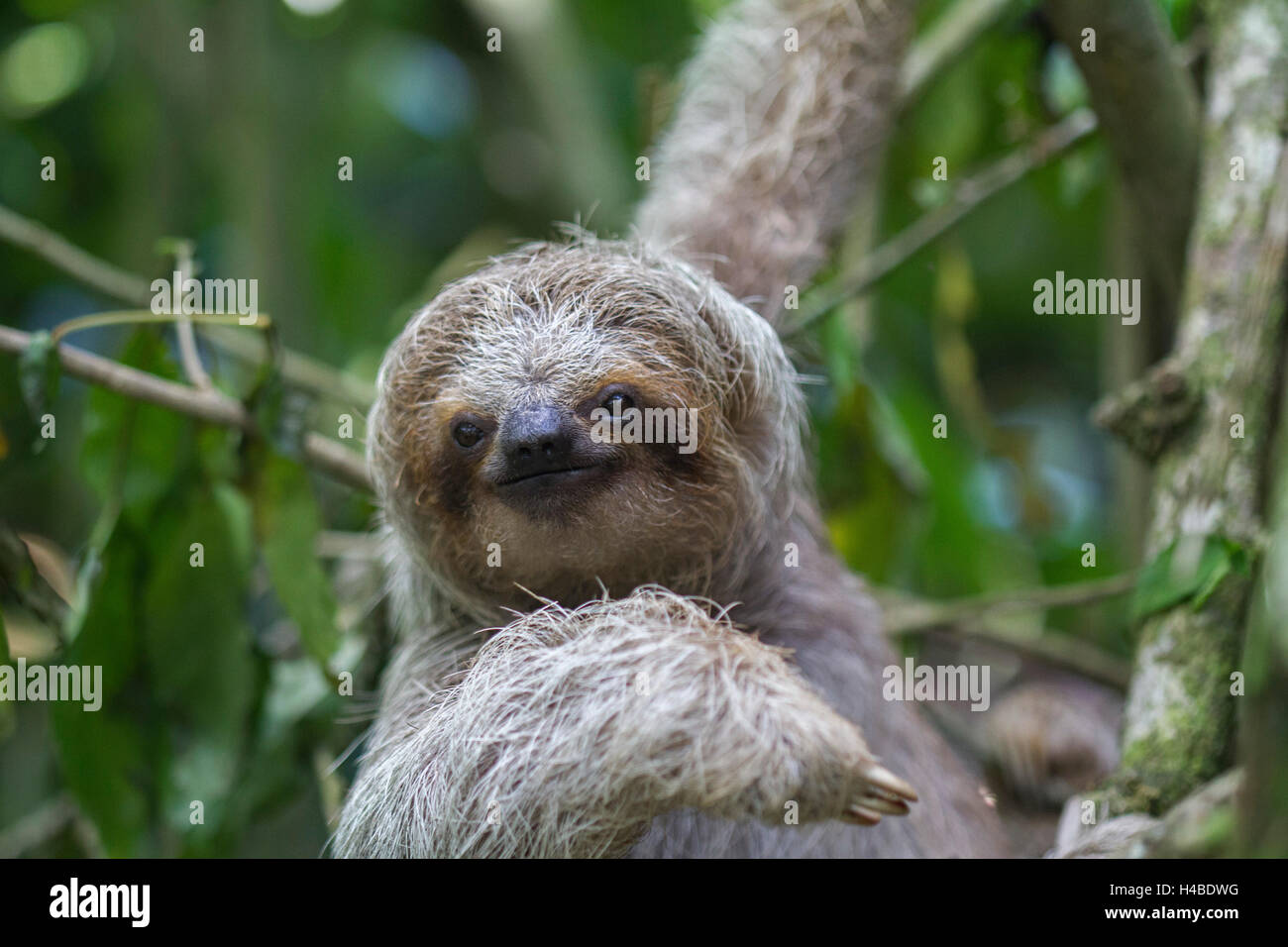 Sloth close up hi-res stock photography and images - Alamy