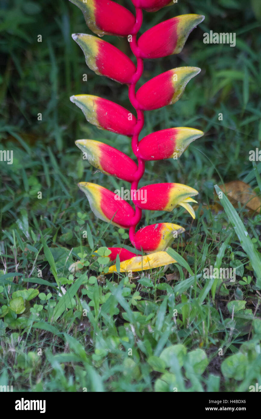 Hanging heliconia hi-res stock photography and images - Alamy