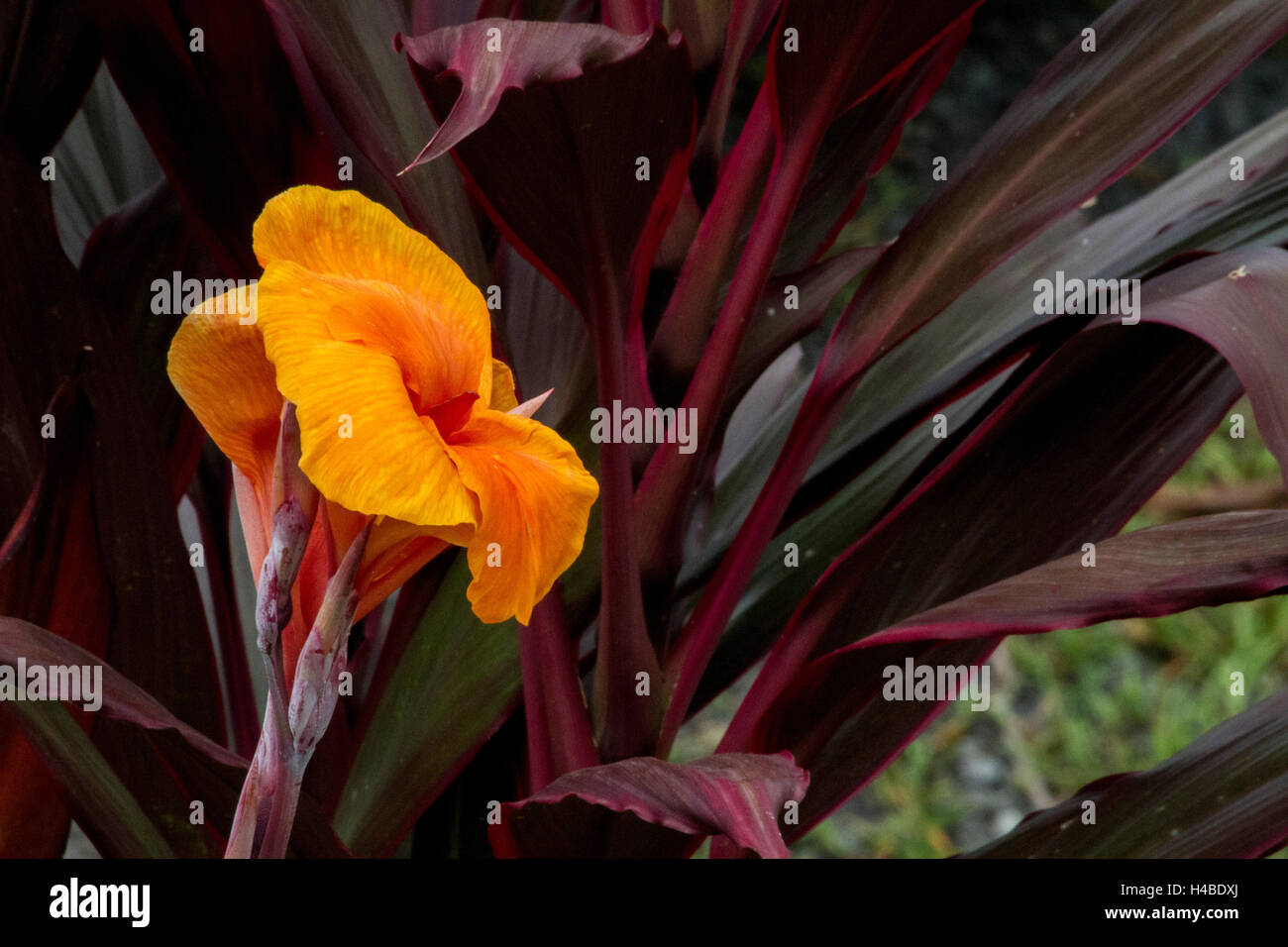 orange canna lily Stock Photo - Alamy