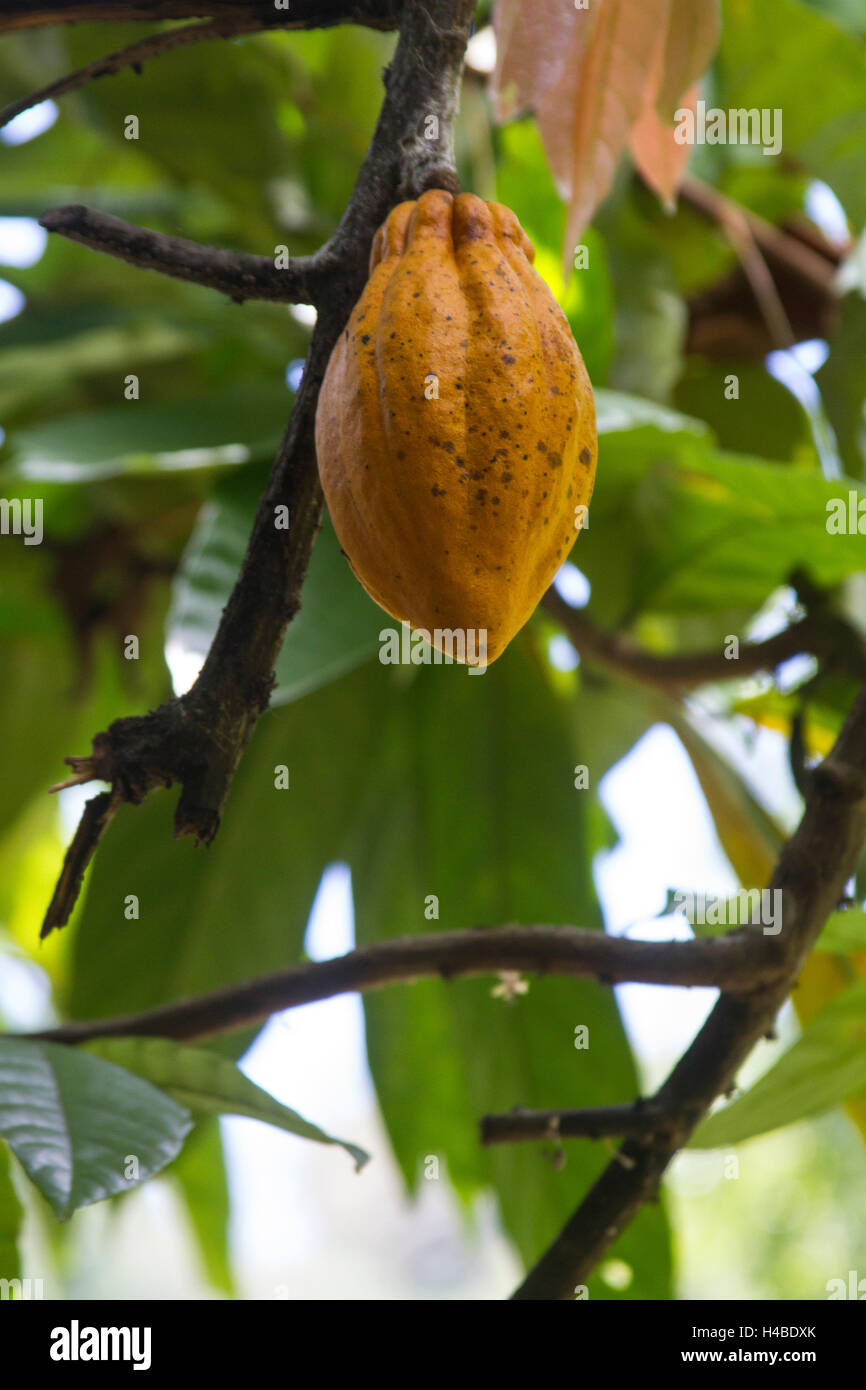Cocoa fruit hi-res stock photography and images - Alamy