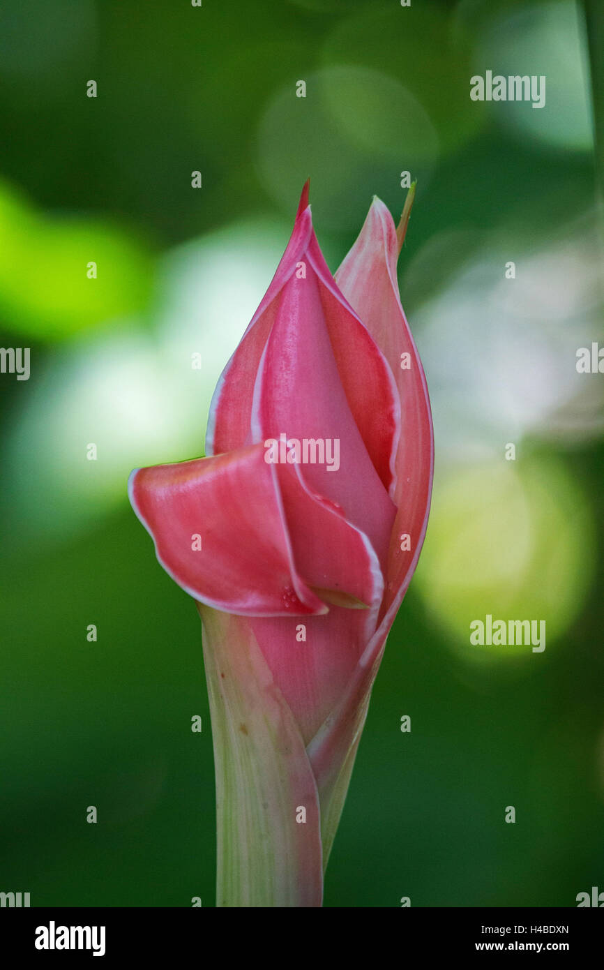 pink torch ginger Stock Photo - Alamy