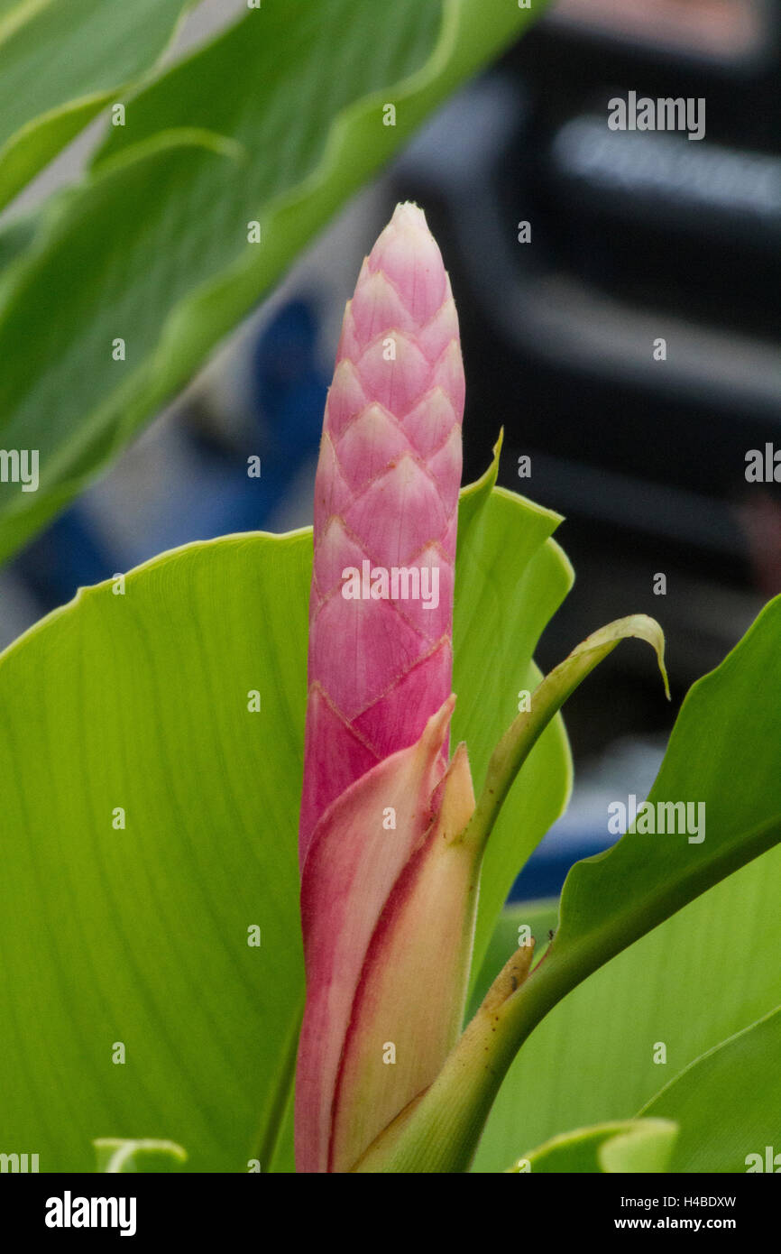Pink ginger plant hi-res stock photography and images - Alamy