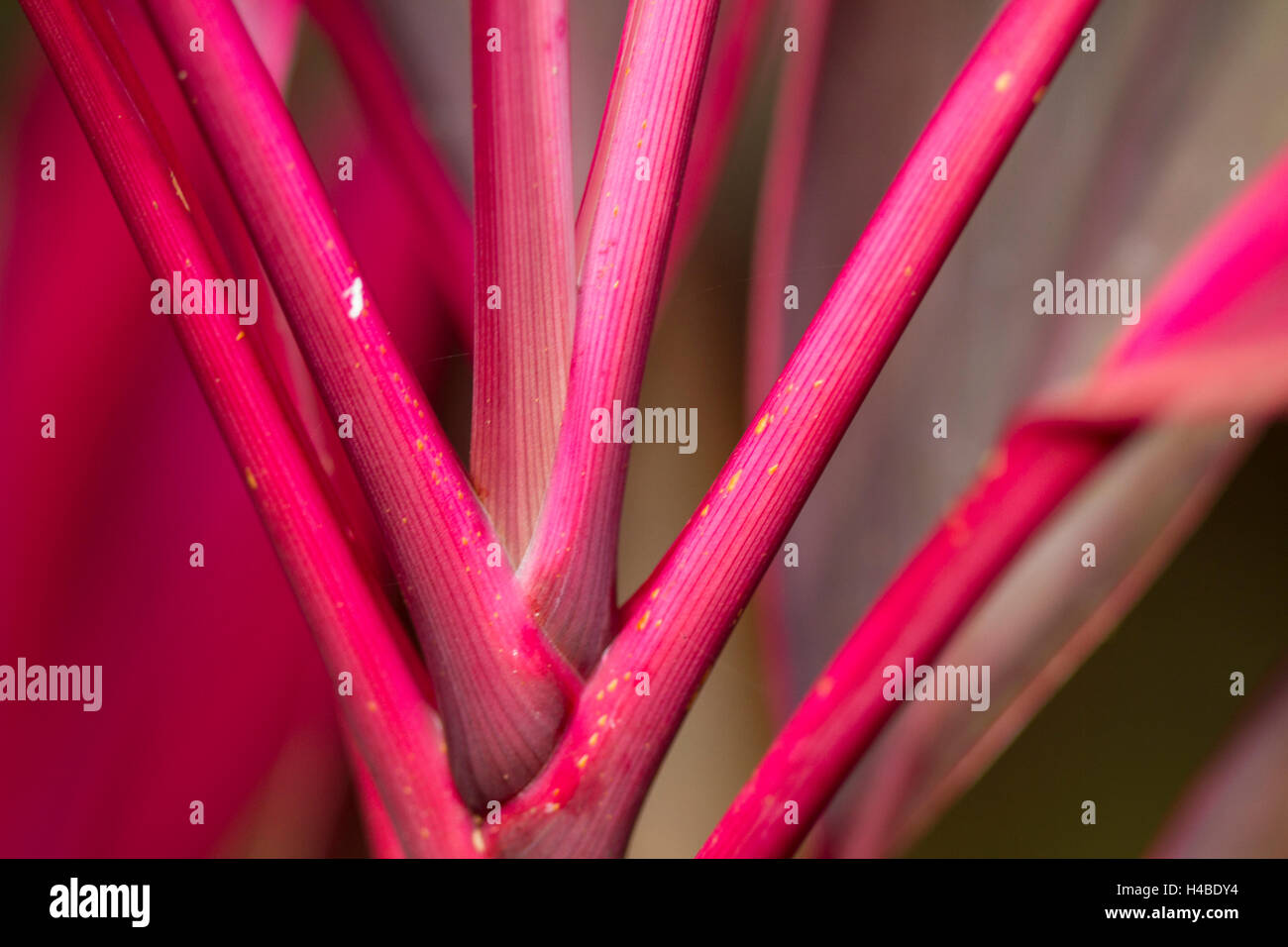Leaf stalks hi-res stock photography and images - Alamy