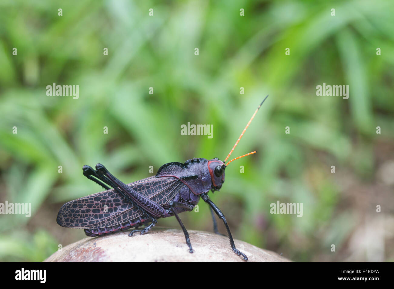 Giant Black Grasshopper