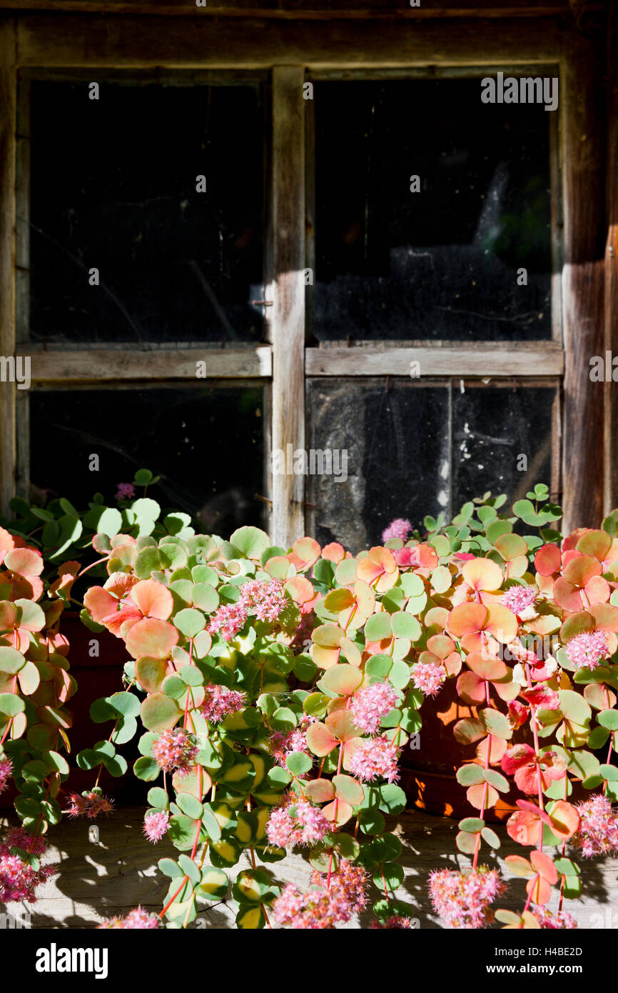 Front window outdoor hi-res stock photography and images - Alamy
