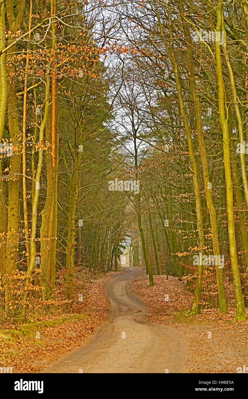 Entrance To The Forest High Resolution Stock Photography and Images - Alamy