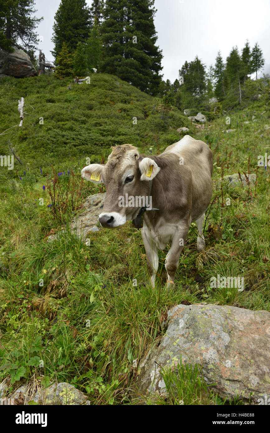 Alp alpine meadow hi-res stock photography and images - Alamy