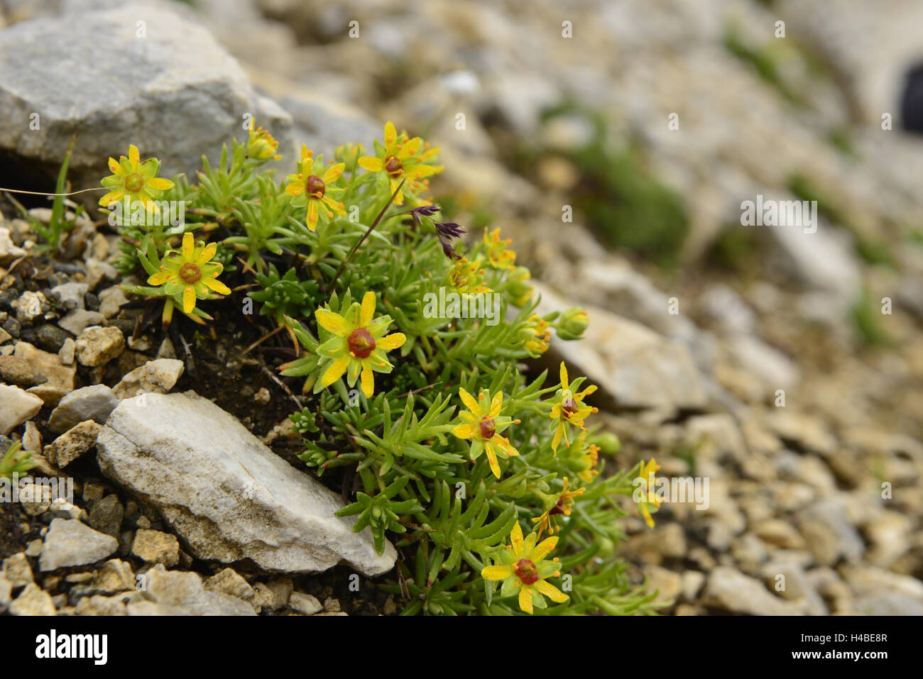 small flower plant in boulders, yellow saxifrage (Saxifraga aizoides ...
