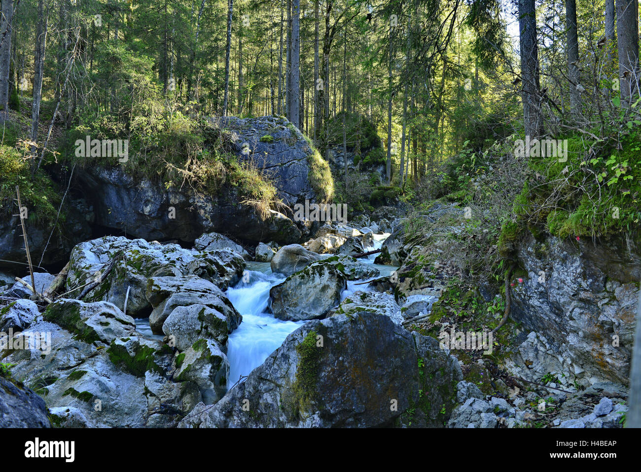 Zauberwald hi-res stock photography and images - Alamy