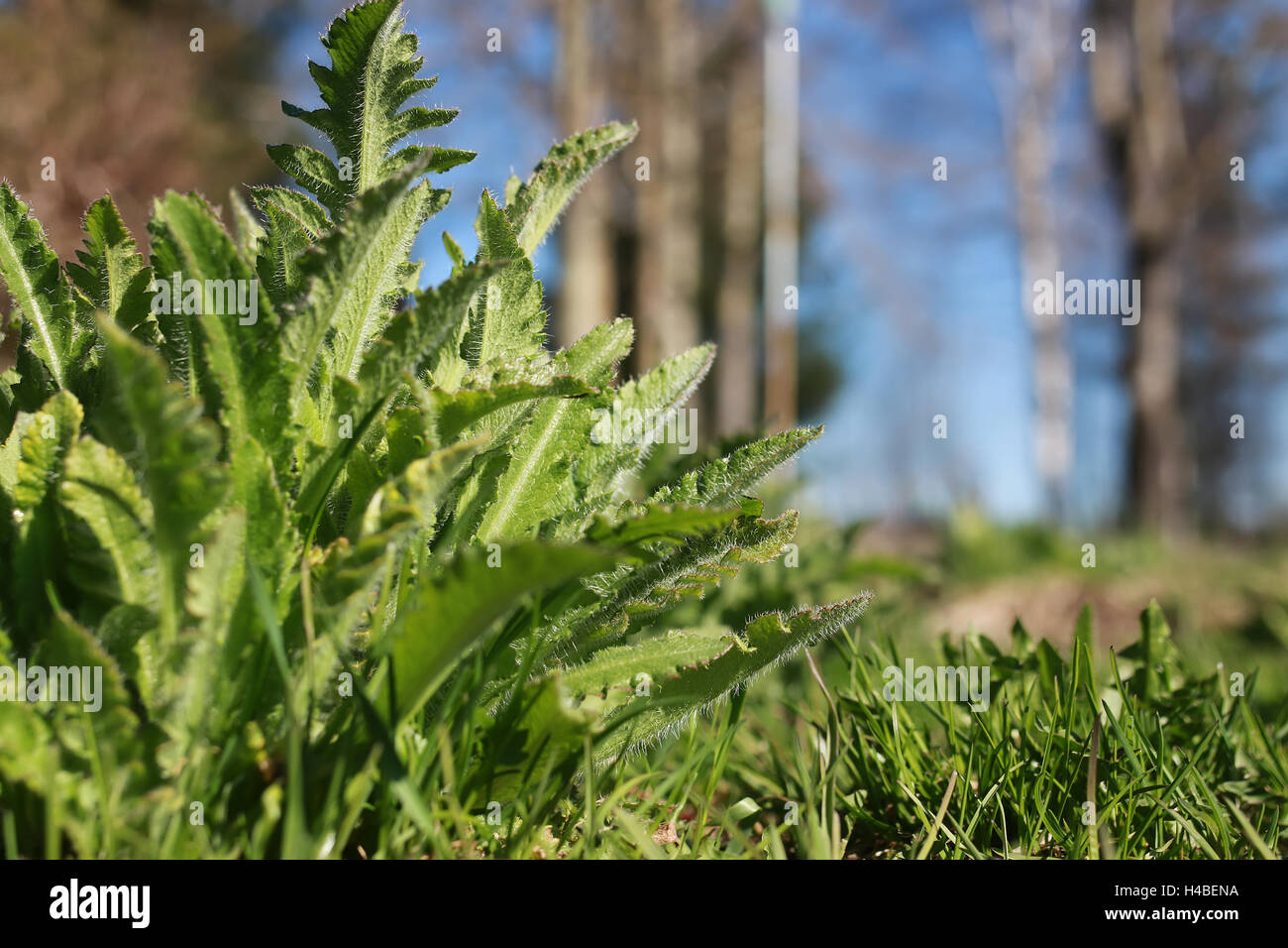 spring grass and flower Stock Photo - Alamy