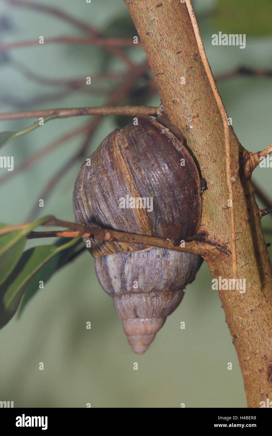 Giant African snail, Achatina fulica Stock Photo - Alamy