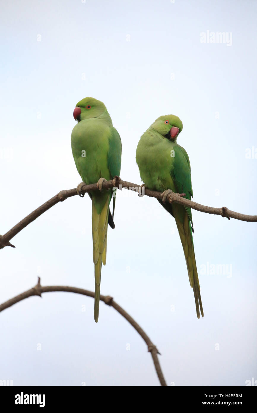 Rose-ringed parakeet couple, Psittacula krameri Stock Photo - Alamy