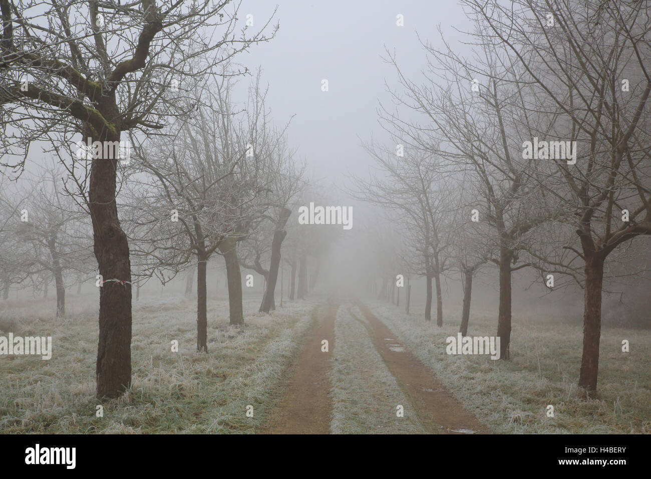 Apple trees in hoarfrost hi-res stock photography and images - Alamy