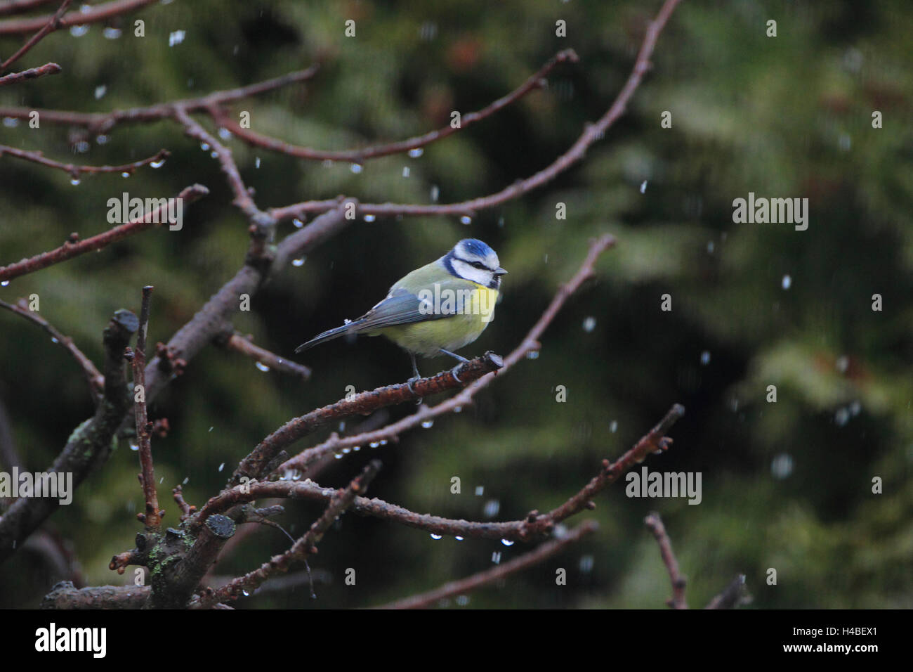 Bluetit, Parus caeruleus Stock Photo - Alamy