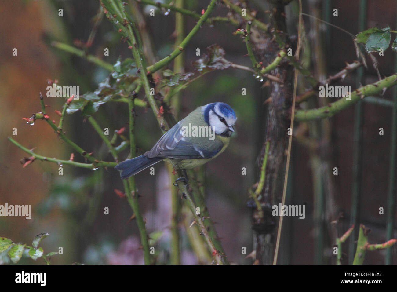 Bluetit, Parus caeruleus Stock Photo - Alamy
