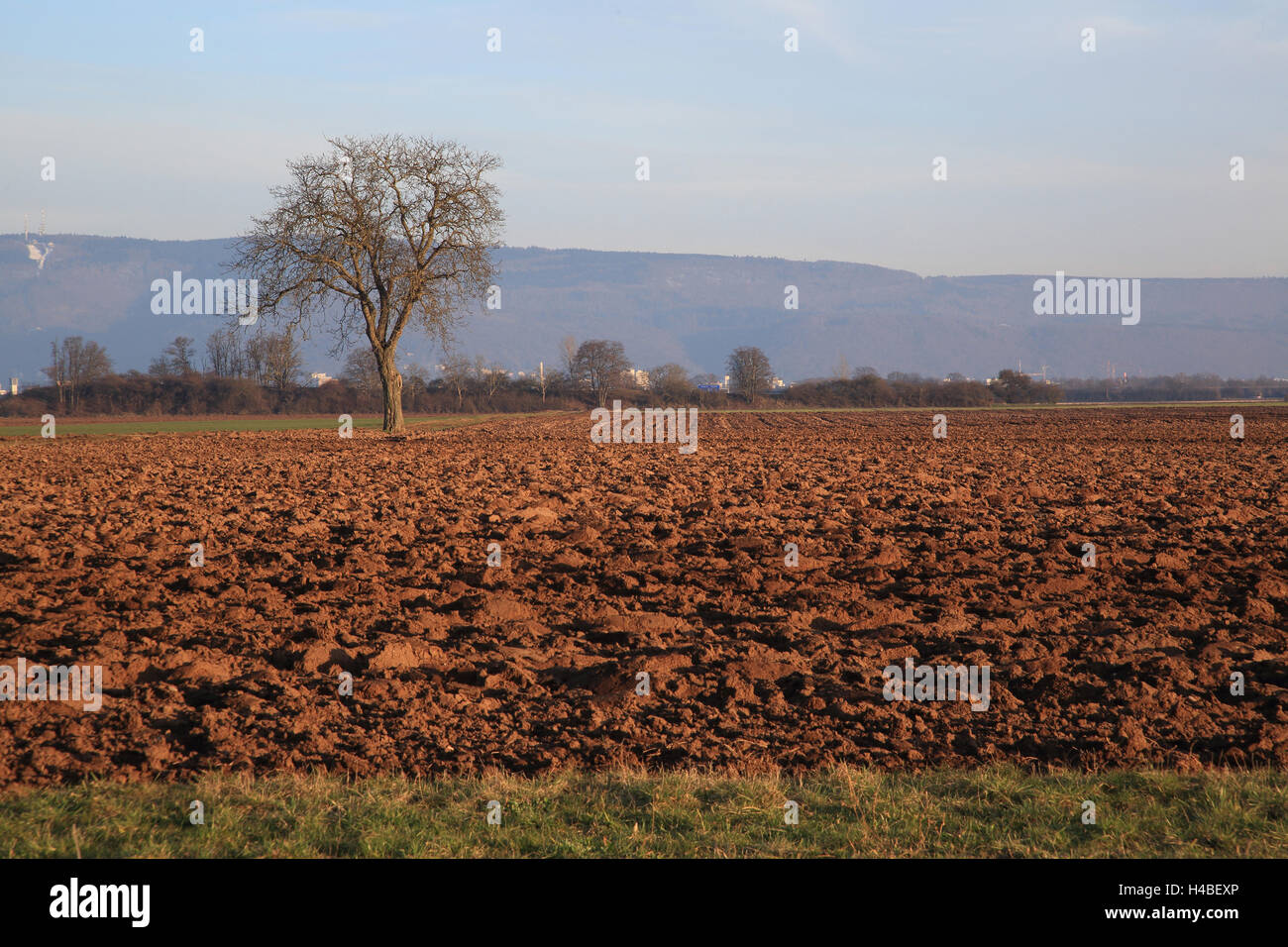 Walnut tree in winter hi-res stock photography and images - Alamy