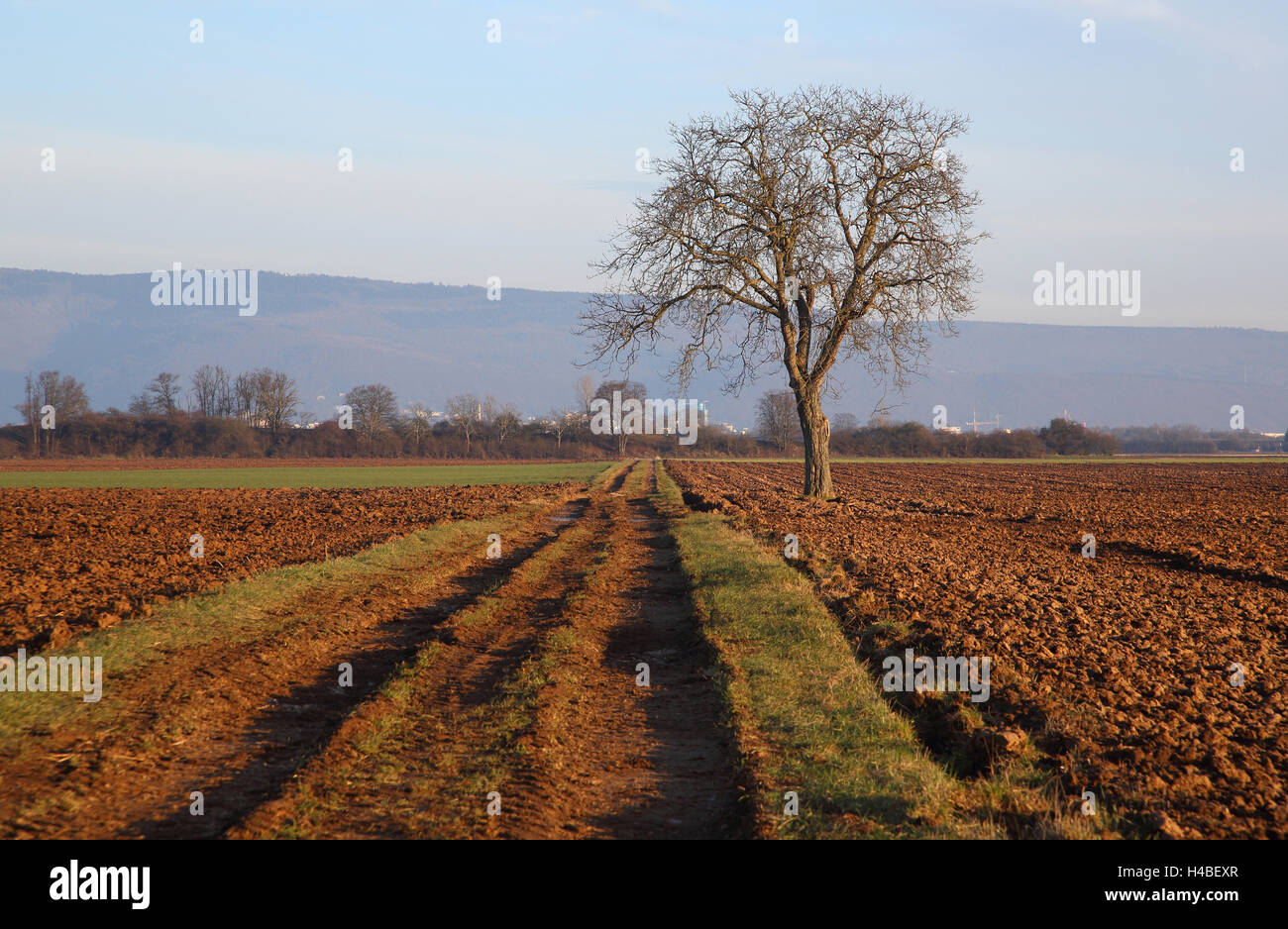 Walnut tree hi-res stock photography and images - Alamy