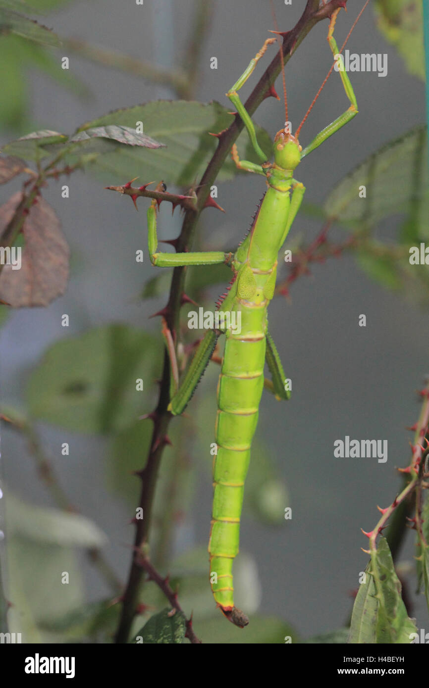 Ghost insect Diapherodes gigantea Stock Photo - Alamy