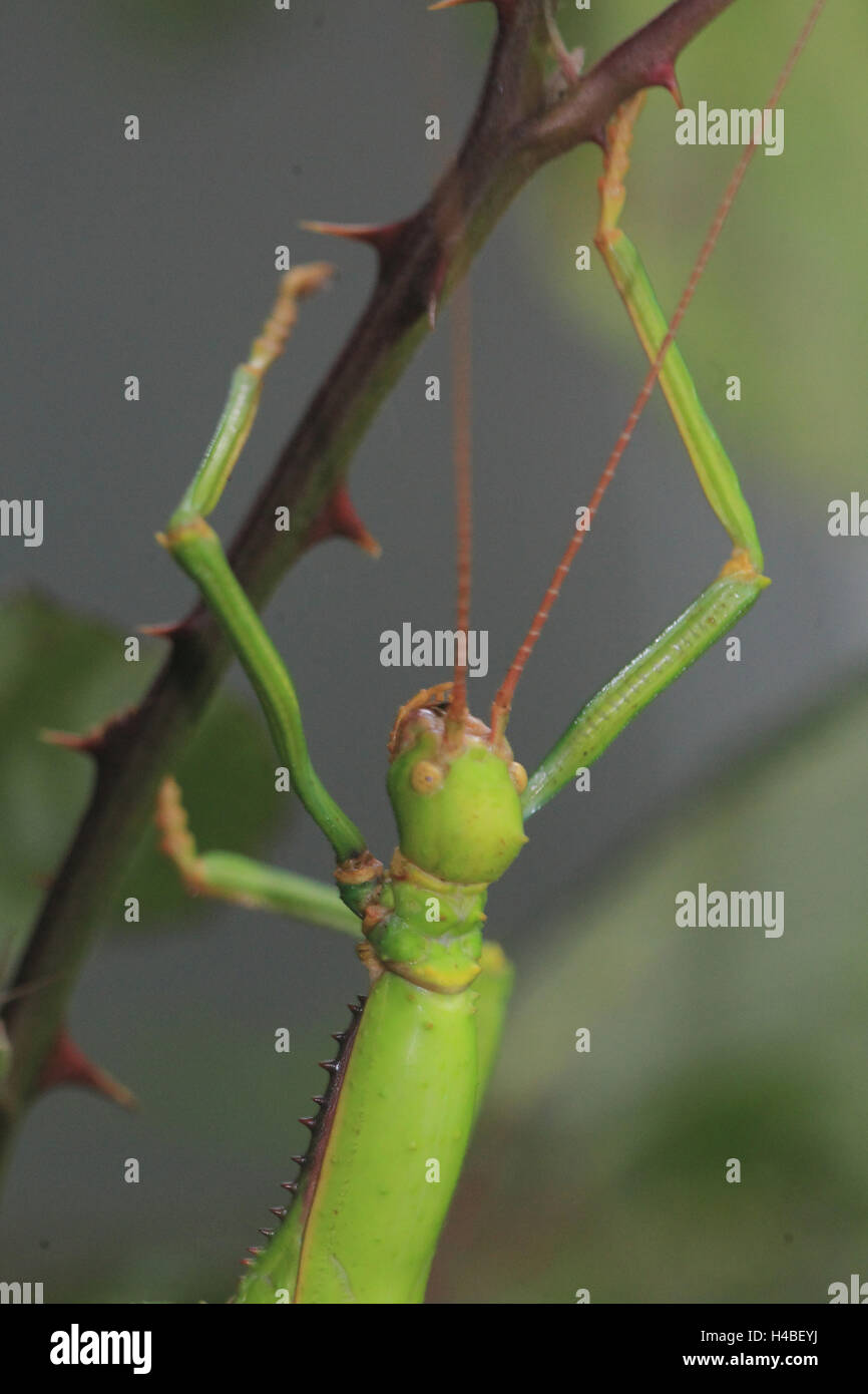 Ghost insect with female Diapherodes gigantea Stock Photo - Alamy