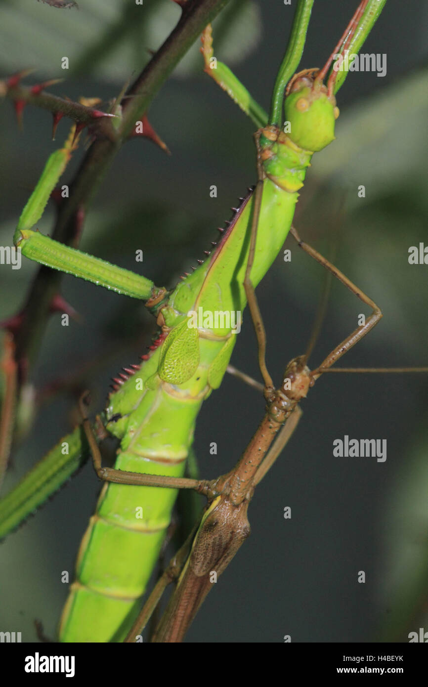Ghost insect with female Diapherodes gigantea Stock Photo - Alamy