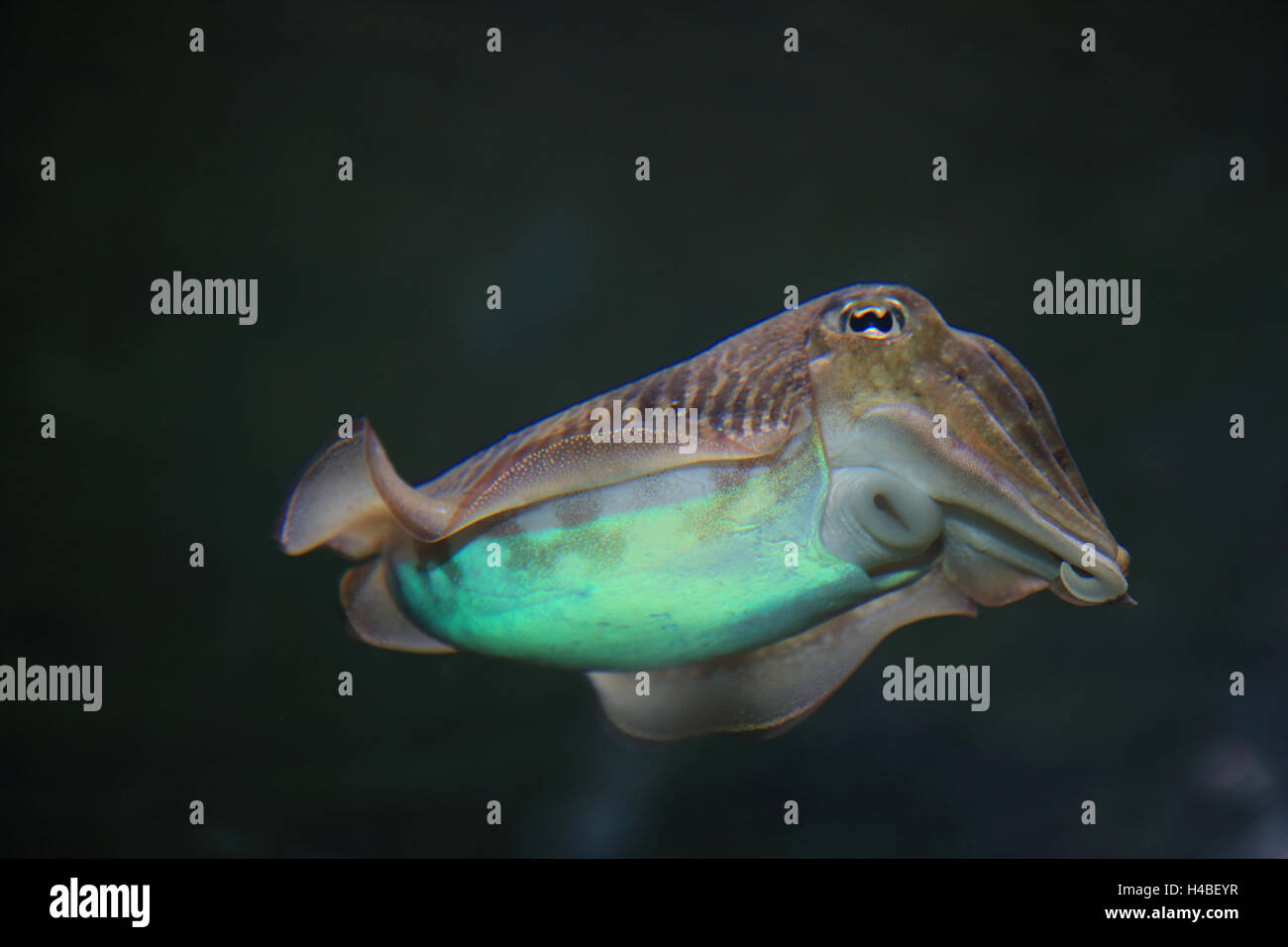 Usual cuttlefish hi-res stock photography and images - Alamy