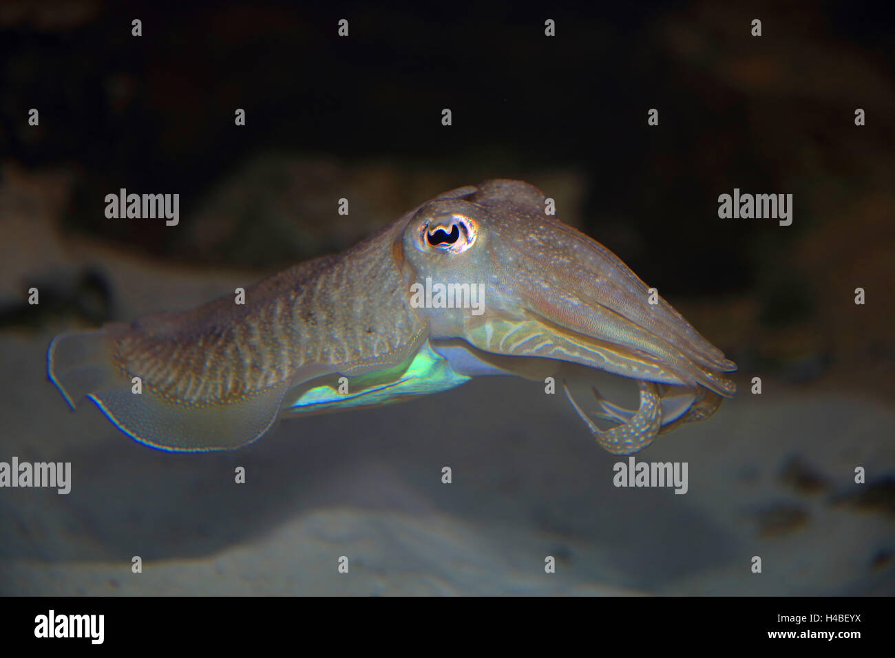 Common cuttlefish, Sepia officinalis Stock Photo - Alamy