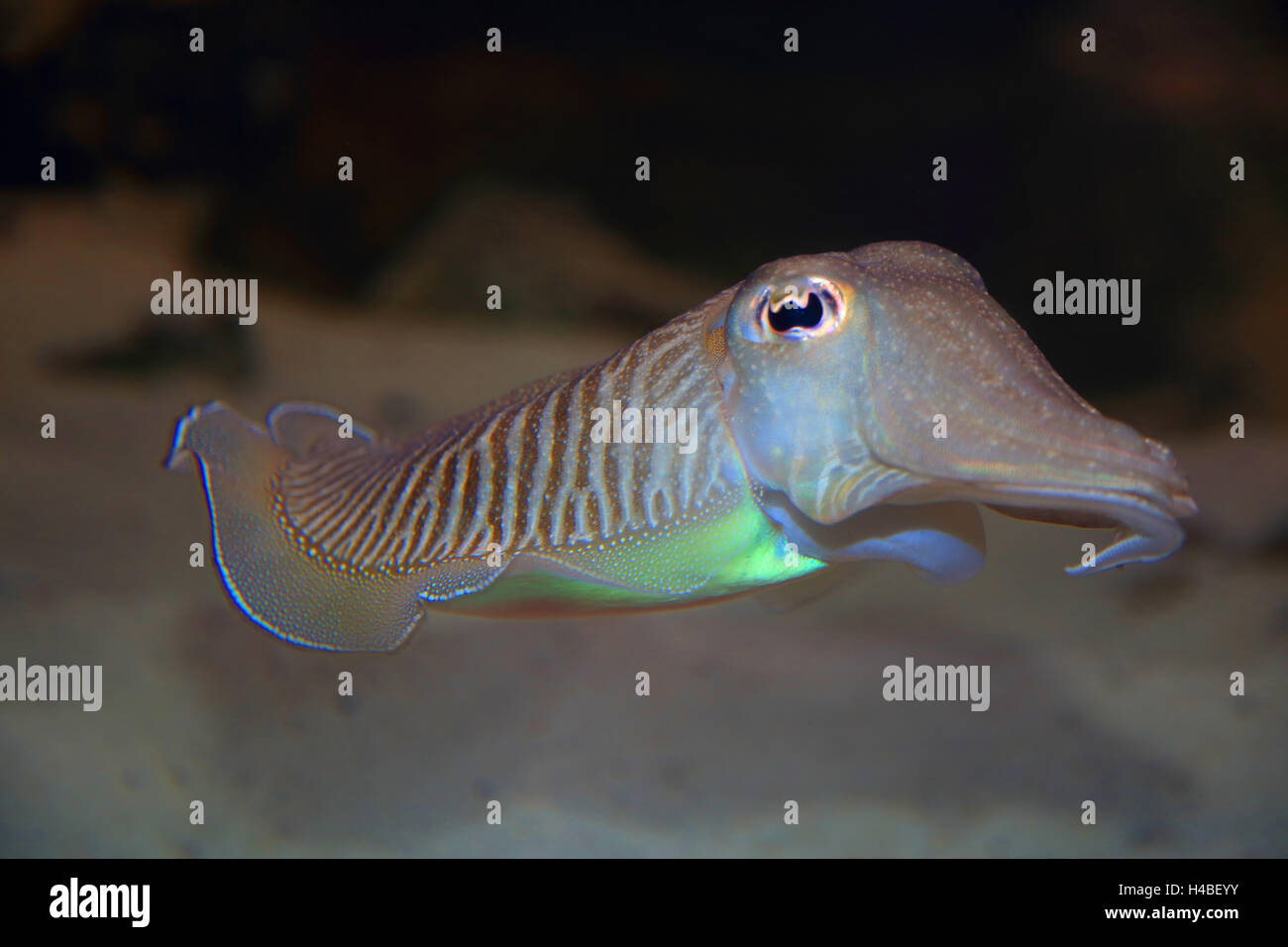 Common cuttlefish, Sepia officinalis Stock Photo - Alamy