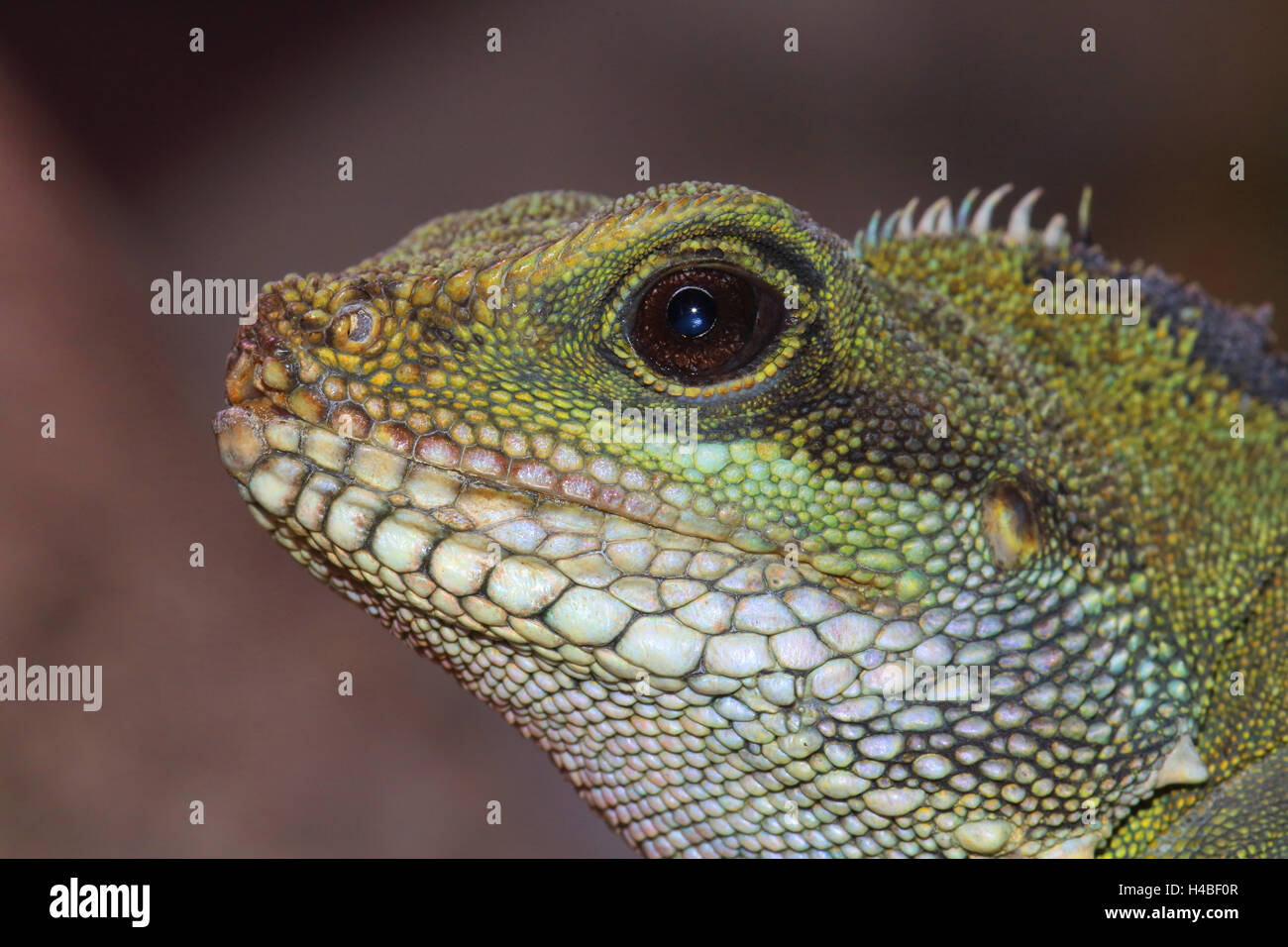 Chinese water dragon, Physignathus cocincinus Stock Photo - Alamy