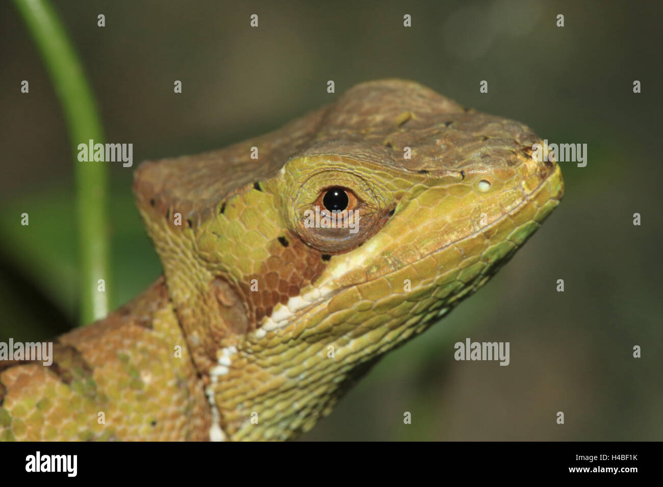 Eastern casquehead iguana, Laemanctus longipes Stock Photo - Alamy