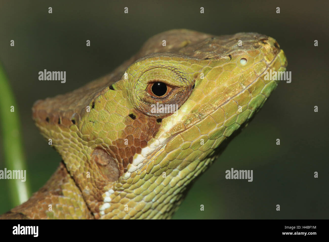 Eastern casquehead iguana, Laemanctus longipes Stock Photo - Alamy